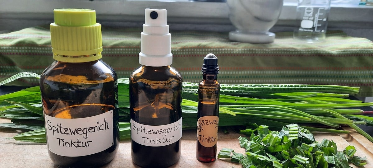 Spitzwegerich Tinktur: Wirkung, Anwendung & einfaches Rezept
